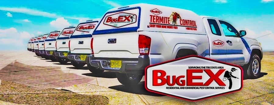 Bug-EX – 732-428-4276 | Contact@Bug-ex.com